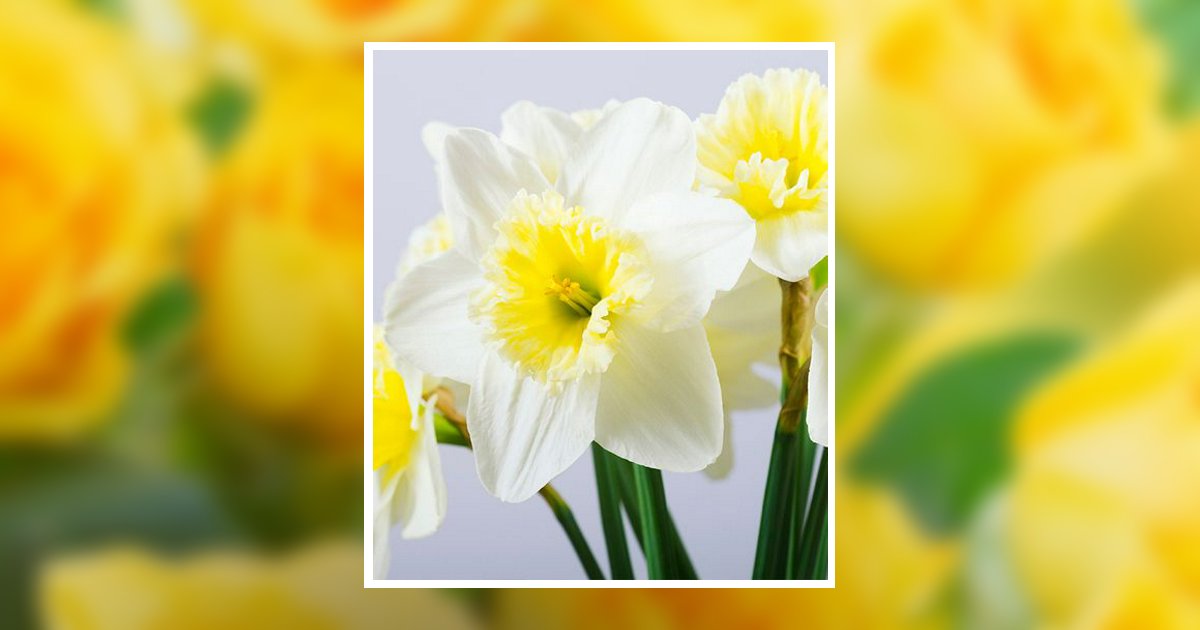 Patricia Faller Obituary February 13, 2025 - Companion Funeral ...