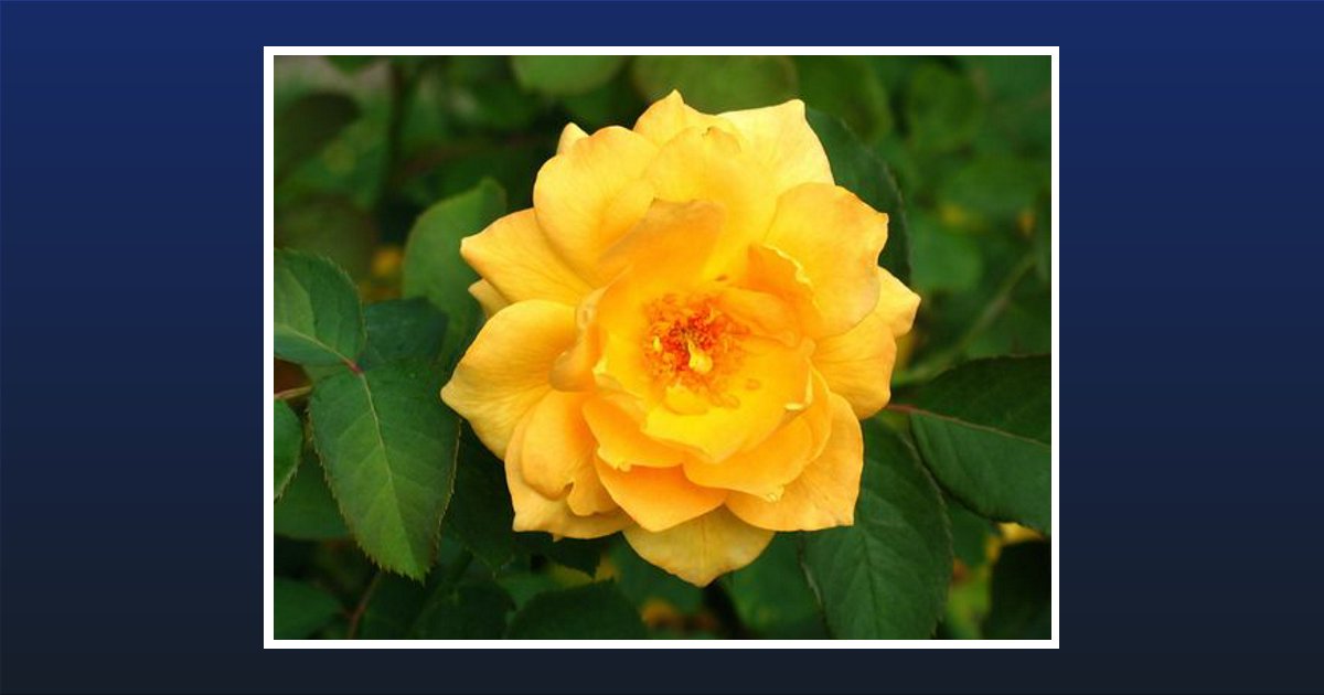 Virginia White Obituary July 17, 2023 - Pasley's Mortuary