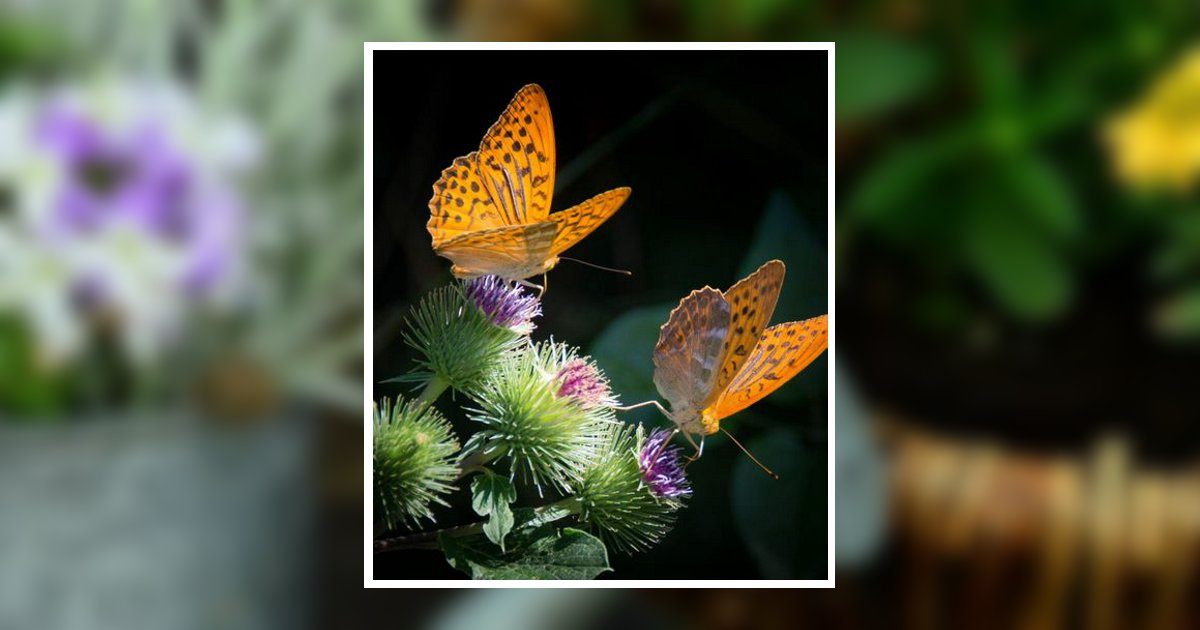 Victoria A. Balog Obituary June 6, 2024 - Connell Funeral Home, Inc.