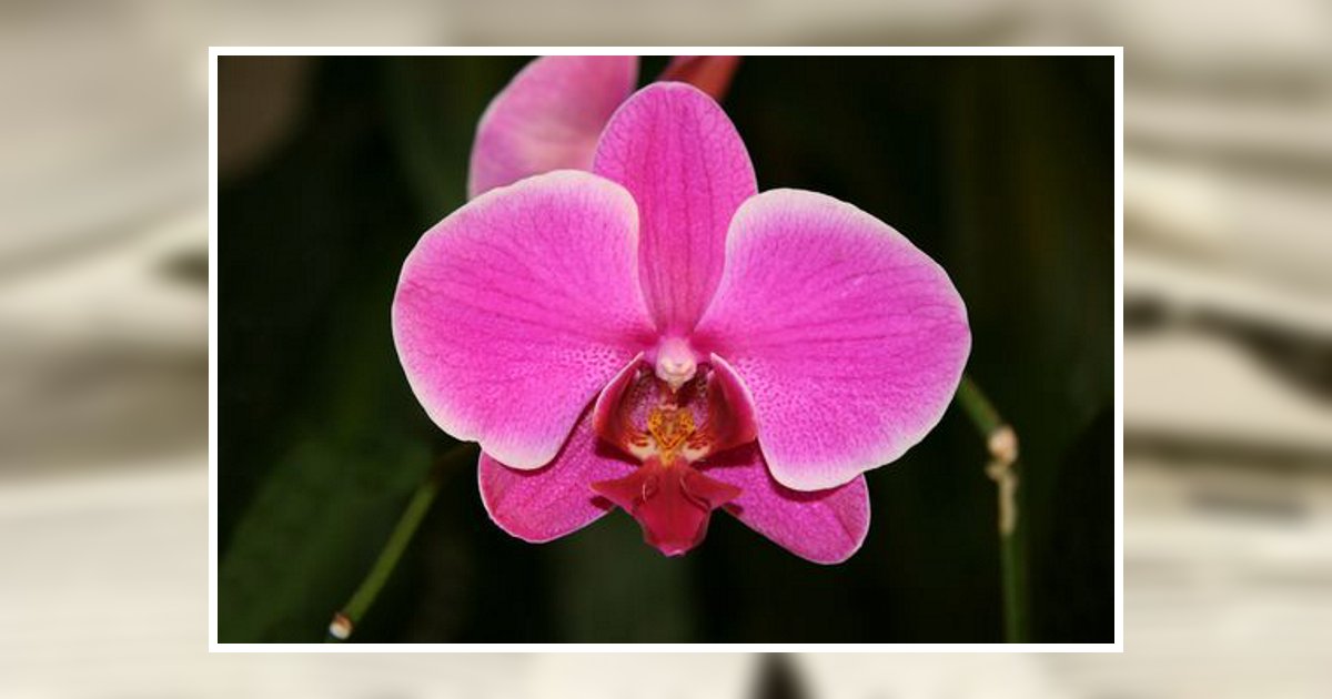 Peggy Burch Obituary June 8, 2015 - John L. Ziegenhein and Sons Funeral ...