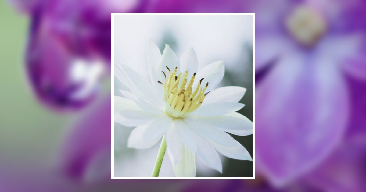 Patricia Shirley Obituary December 7, 2024 - Latimer Funeral Home