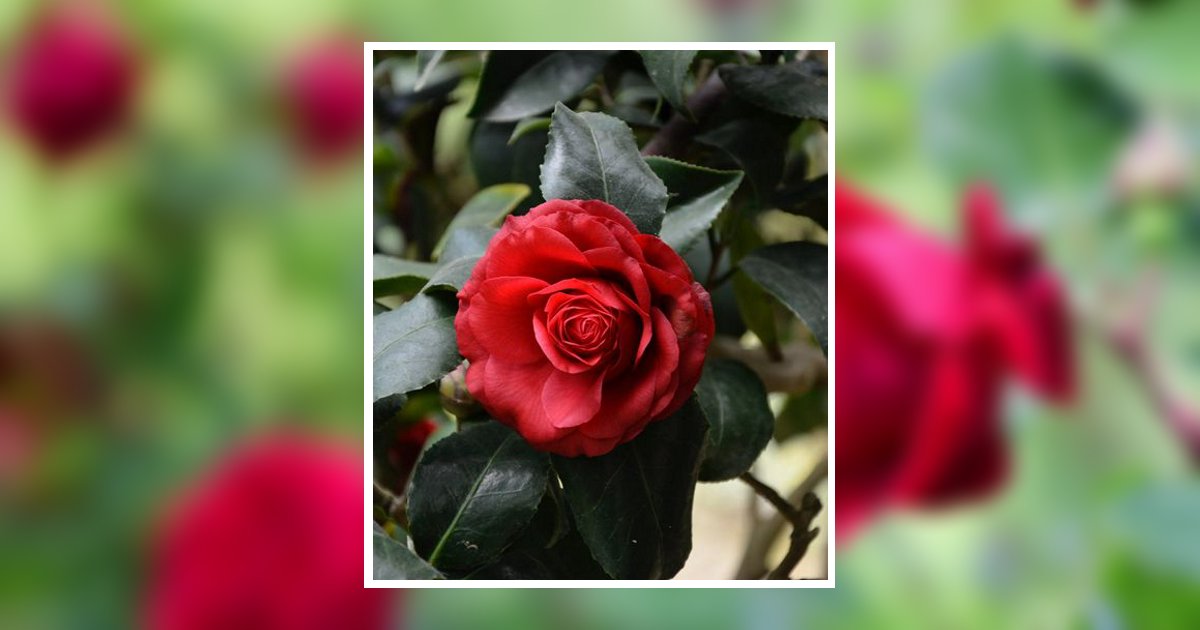 Laura Lou Eaton Obituary December 20, 2025 - Adams Funeral Home and ...