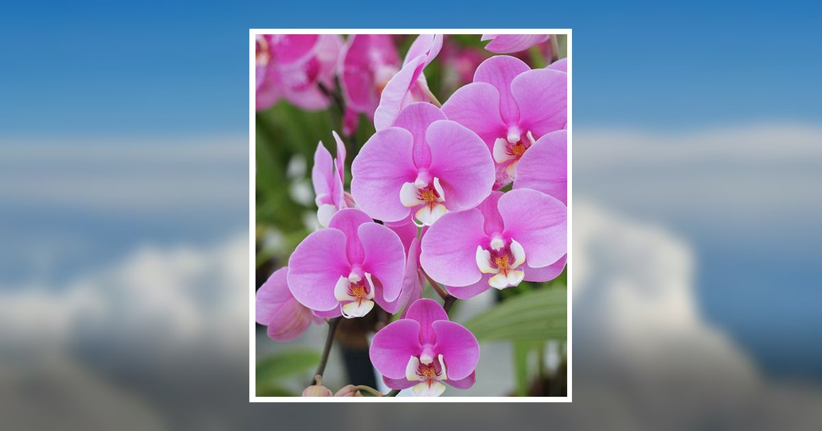 Deborah Edmonds Obituary May 23, 2025 - Schaudt Funeral Service ...