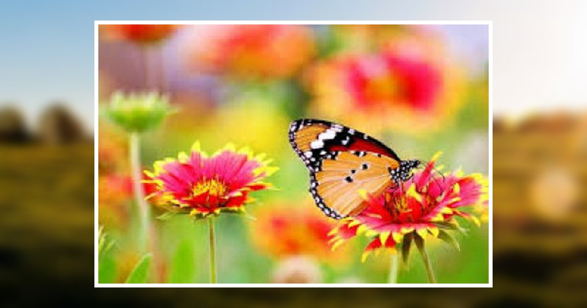 Norma Anna Mantooth Obituary November 18, 2019 - Schaudt Funeral ...