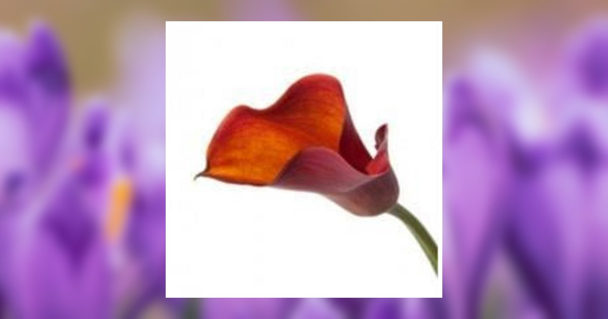 William G. Ridout Obituary July 28, 2015 - New Comer Buffalo