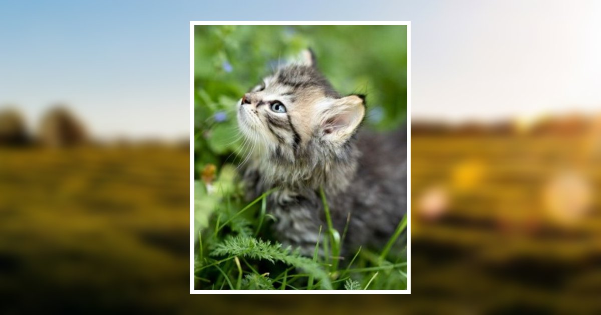 Donna L. Perkins Obituary May 9, 2019 - McCabe Funeral Home, Inc ...