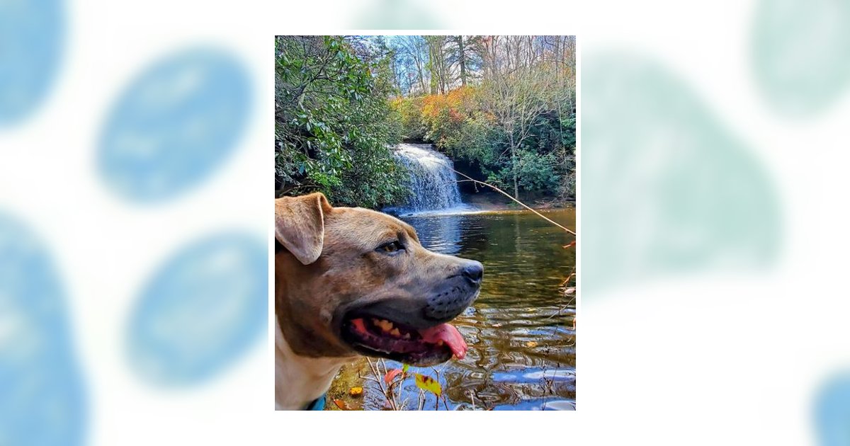 Remi Smith Obituary December 31, 2024 - Lowe Family Pets Cremation Service