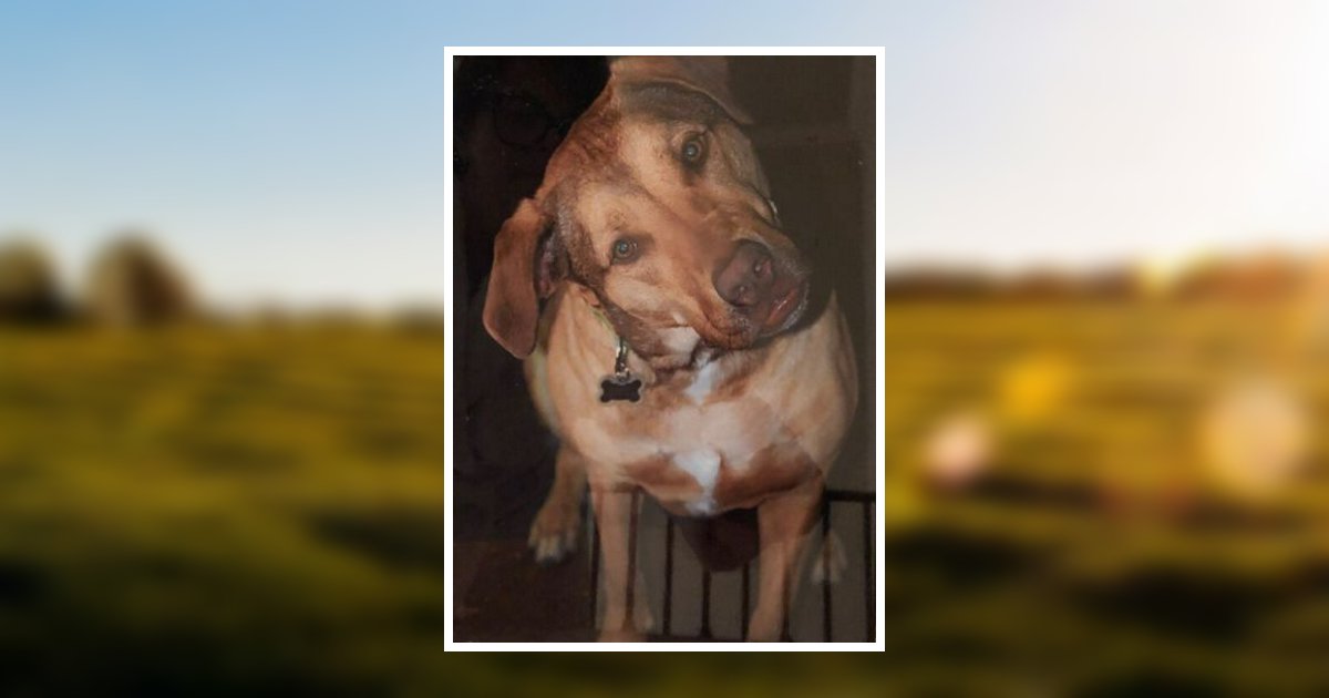 Macy McCrary Obituary March 10, 2021 - Peebles Pet Services