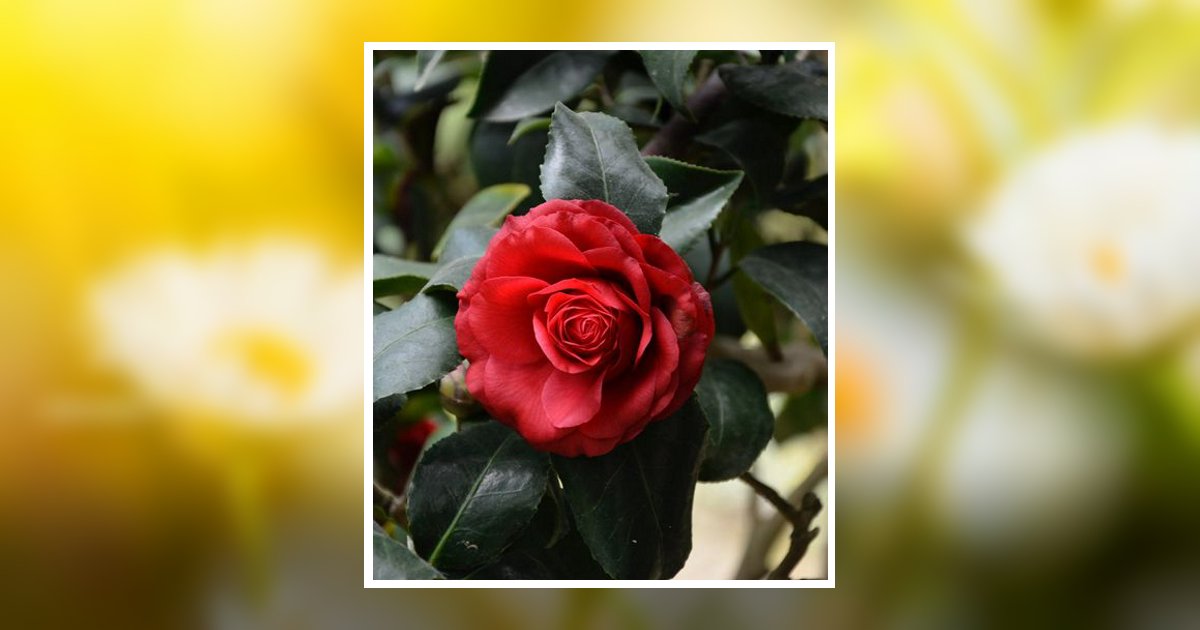 Rahn Melaine Carter Obituary September 17, 2024 - Mathews Funeral Home