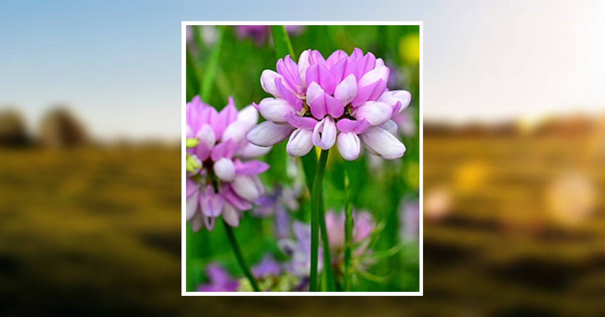 Phyllis Mclaughlin Obituary July 1, 2021 - Fortune - Keough Funeral Home