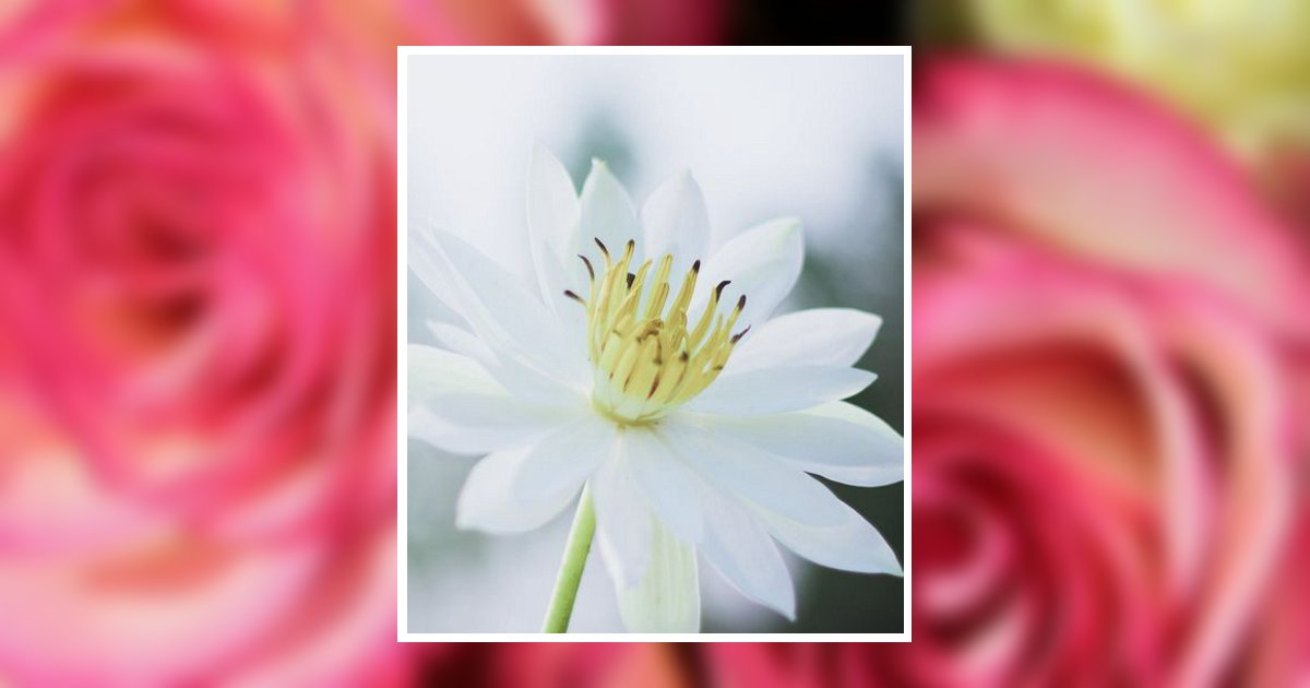 Brenda Faye Sumner Farlow Obituary August 29, 2024 - Pugh Funeral Home