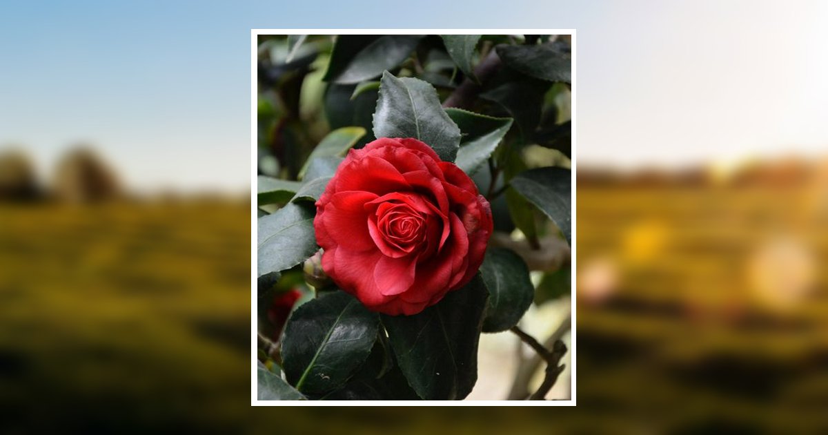 Mary Frances Sorrell Obituary October 3, 2024 - Harpeth Hills Memory ...