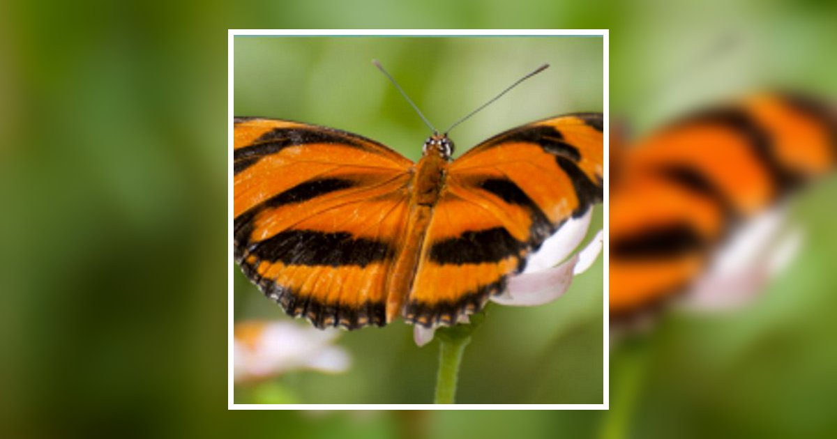 Debra Kessler Obituary July 30, 2013 - Newcomer Kentuckiana