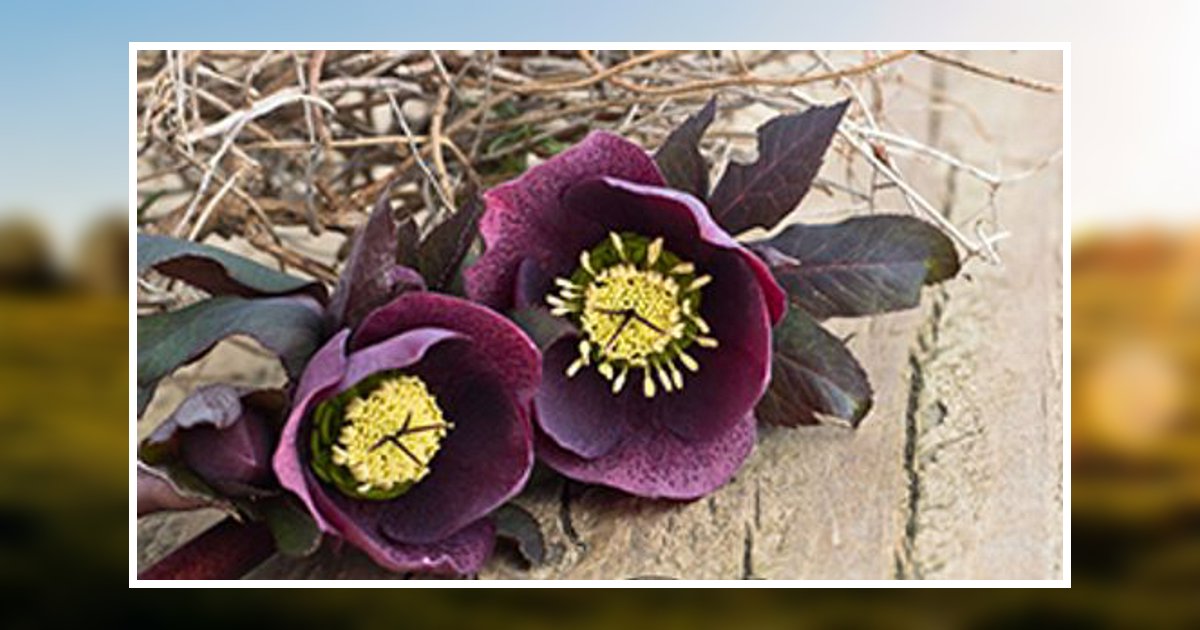 Shannon Lou Knowles Obituary June 8, 2017 - Morris Funeral Home