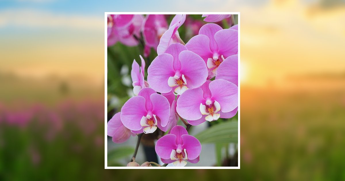 Maylin Burdison Ashe Obituary August 6, 2025 - Lord & Stephens Funeral ...