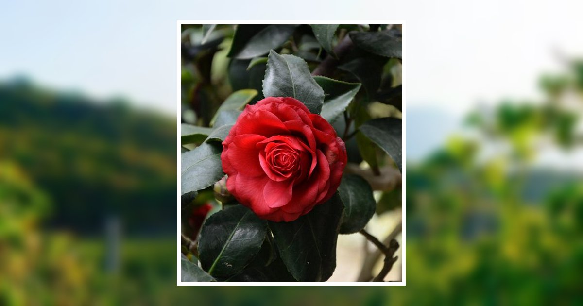 Barbara Ann Pittman Obituary December 20, 2024 - Eversole Mortuary