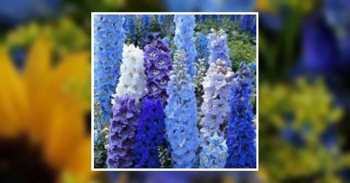 Shannon Edward Riddle Obituary June 25, 2011 - Linville Memorial ...