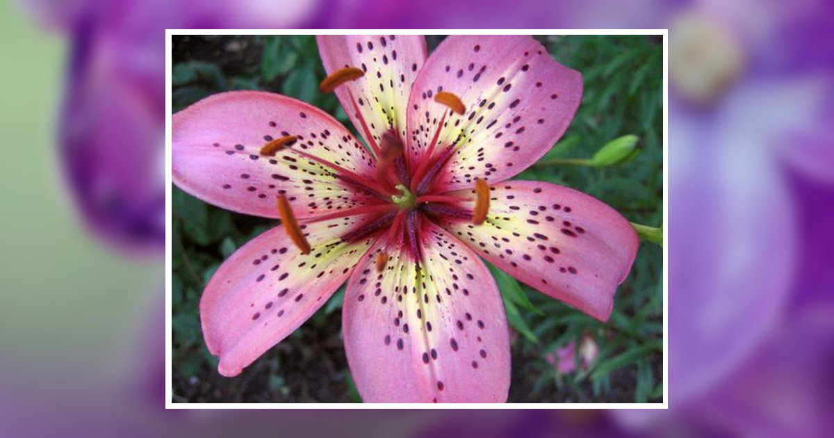 Janie Munoz Obituary February 18, 2024 - Combest Family Funeral Homes ...