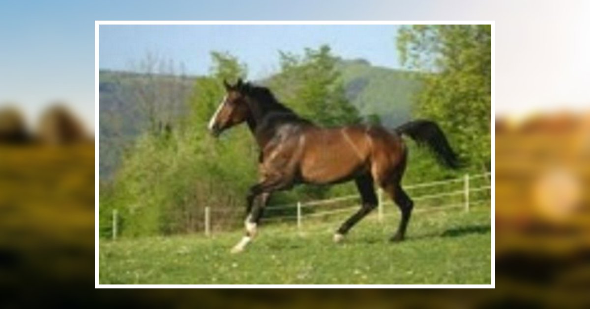 Alice Duff Cockrell Obituary March 8, 2012 - Smith Family Funeral Home