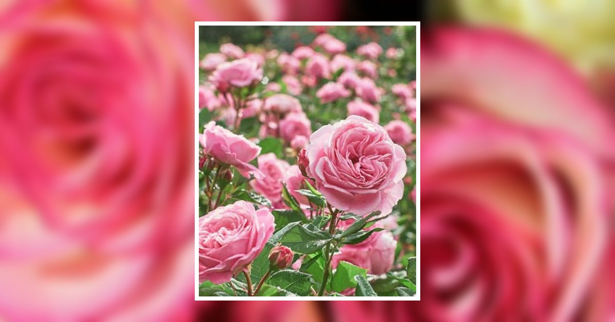 Ruth Ann Brewer Obituary December 25, 2024 - Poole Funeral Home ...