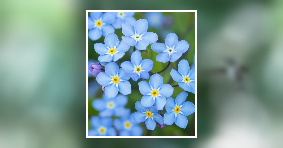 Jo Ann Carroll Powell Obituary December 12, 2025 - Mellie NeSmith ...