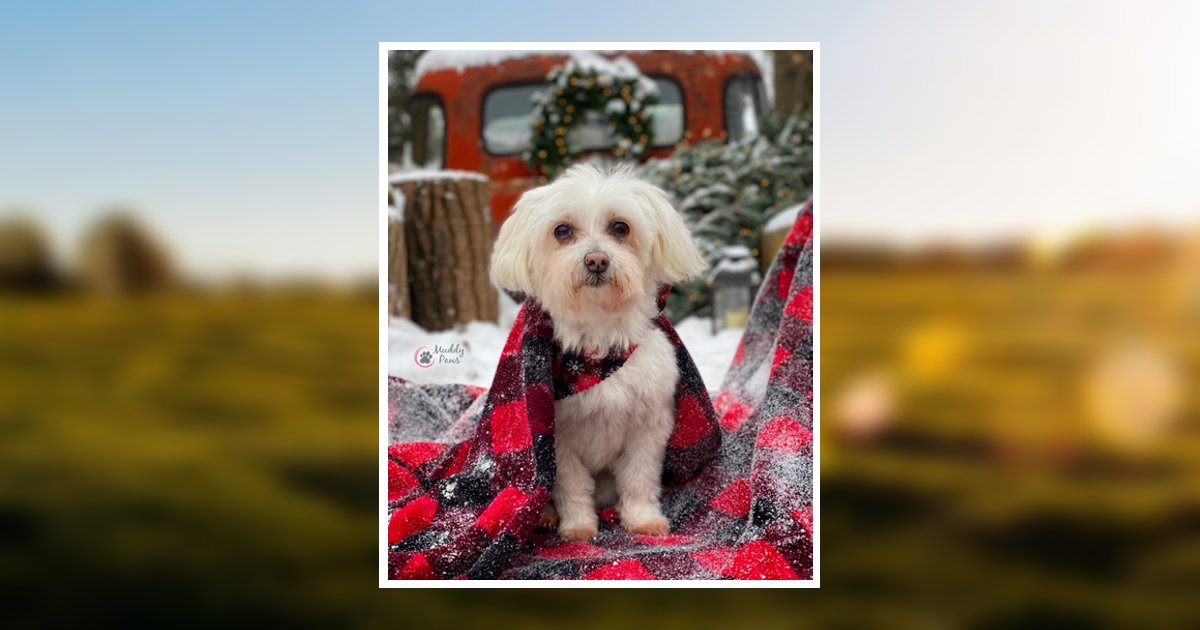 Ellie Luckow Obituary January 24, 2020 - Pk for pets