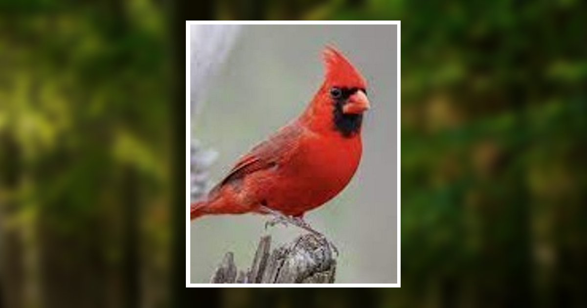 Robert "Bob" Braswell Hardison Obituary November 14, 2023 - Leavitt ...