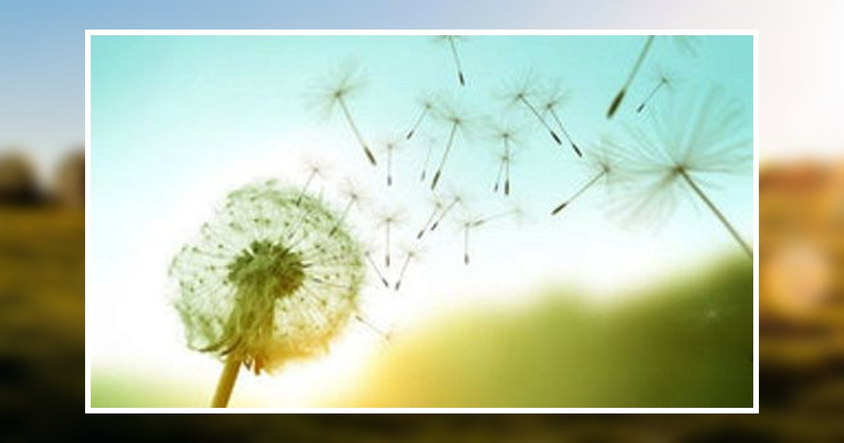 Mary Balazs Obituary - Wareing Cremation Services