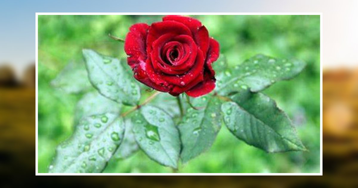 Sheryl Jo Lynn Ellison Obituary - Marlan Gary Funeral Home Chapel of Peace