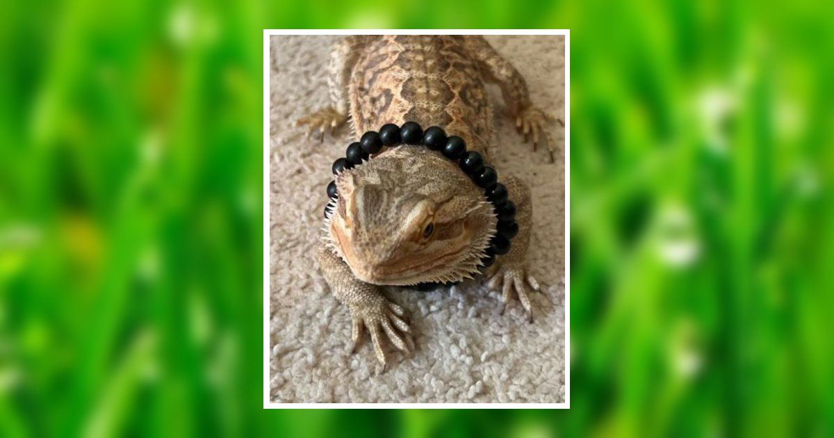 Arlo Williams Obituary November 15, 2024 - Carlson & Riggs Funeral Home