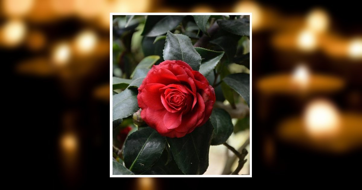 Brenda Sue Morrell Obituary December 7, 2024 - Frank E Smith Funeral ...