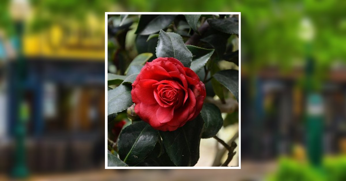 Shirley M. Depew Obituary December 15, 2023 - Schrader-Howell Funeral Home