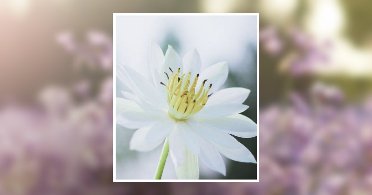 Jennifer Rai Albertson Obituary February 11, 2024 - Meyer Brothers ...