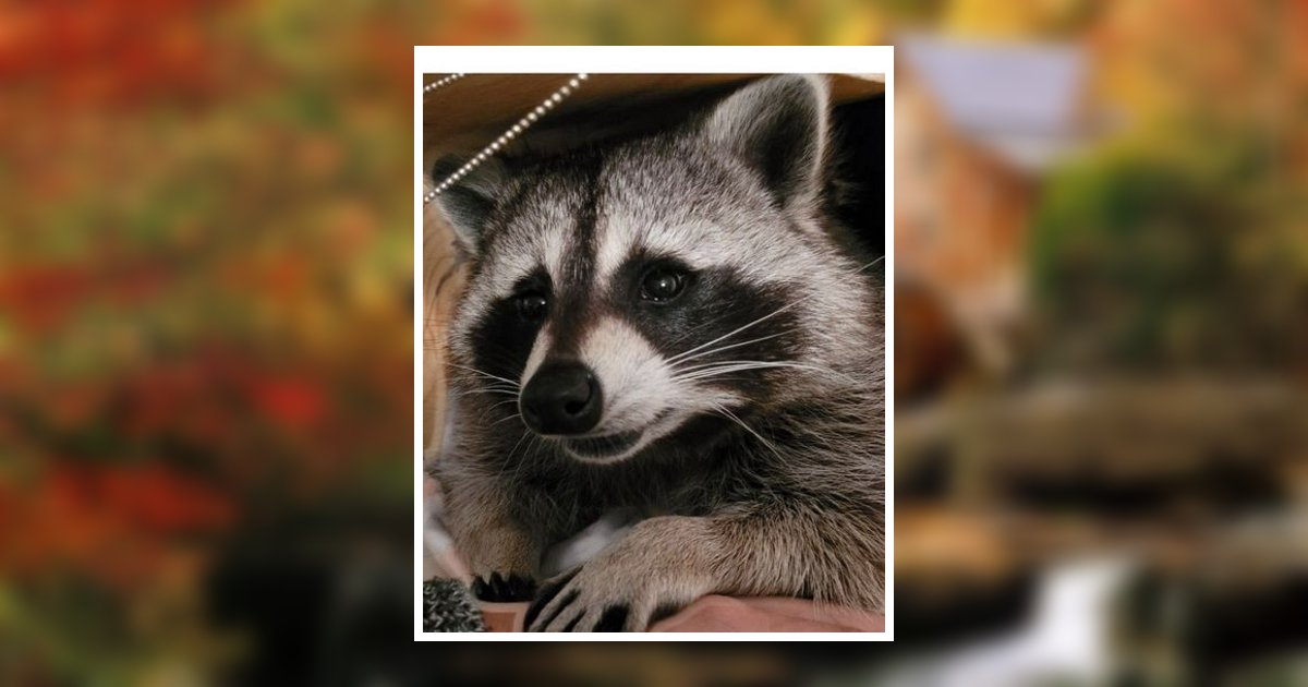 Chewy "Boo Boo" Cooper Obituary November 13, 2025 - Faithful Friends ...